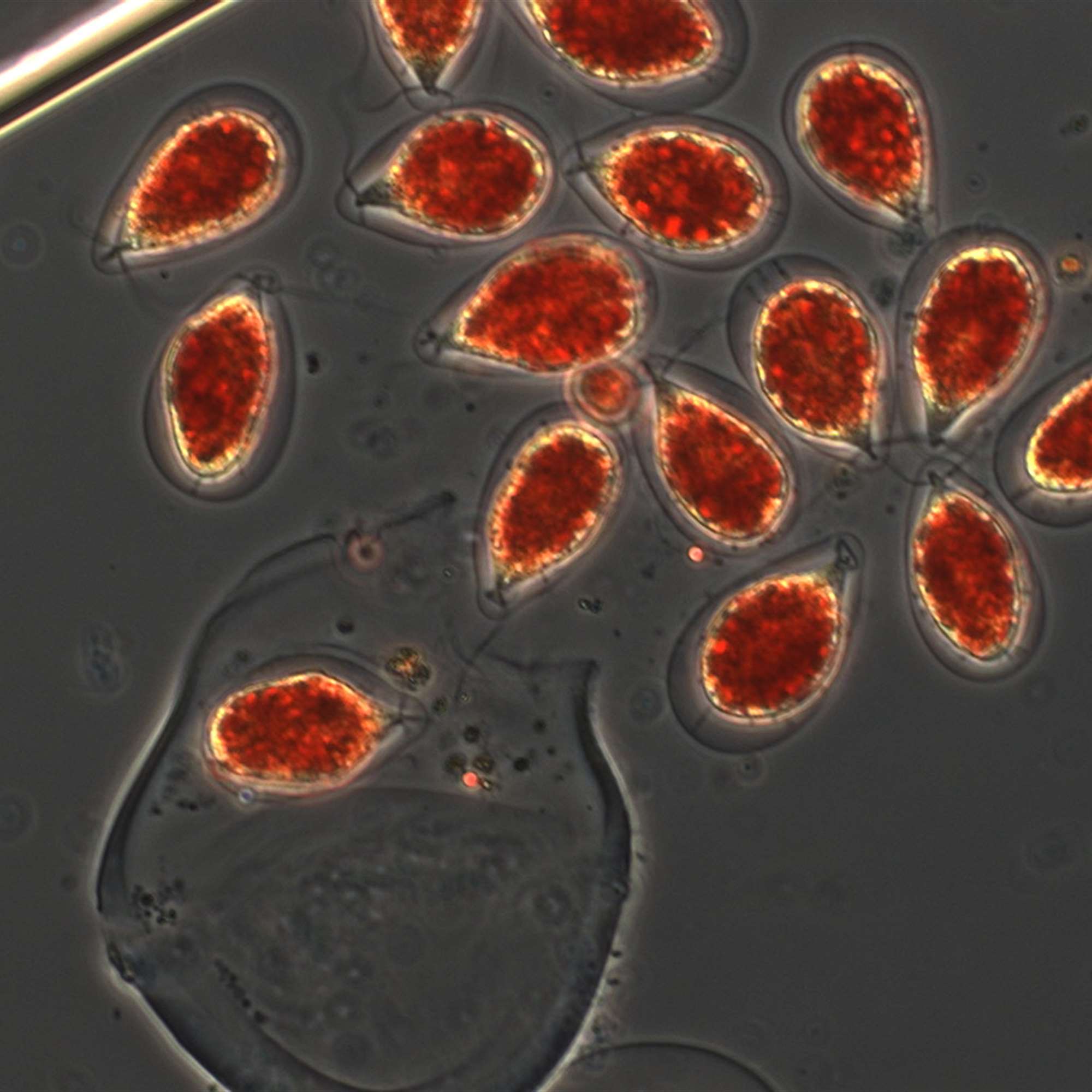 Microalgae as the source of food, feed, and biomaterials | IDA English